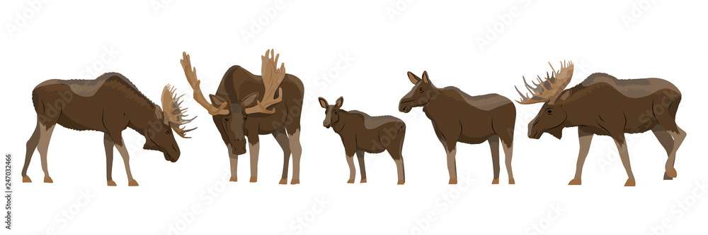 Male And Female Moose