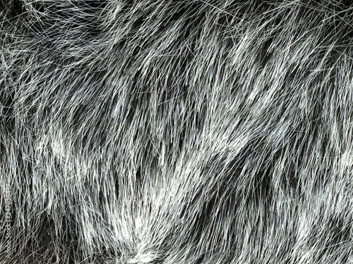 Black Wolf Fur Texture