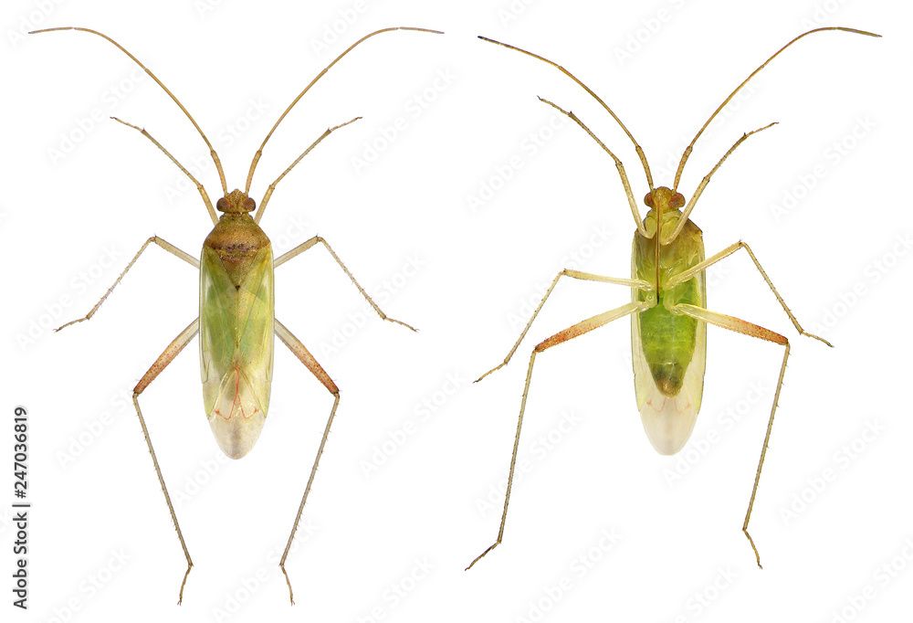 Bug, Creontiades pallidus (Hemiptera: Miridae). Dorsal and ventral view ...
