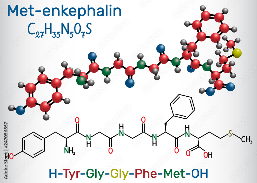 Met-enkephalin molecule. It is endogenous opioid peptide. Structural ...