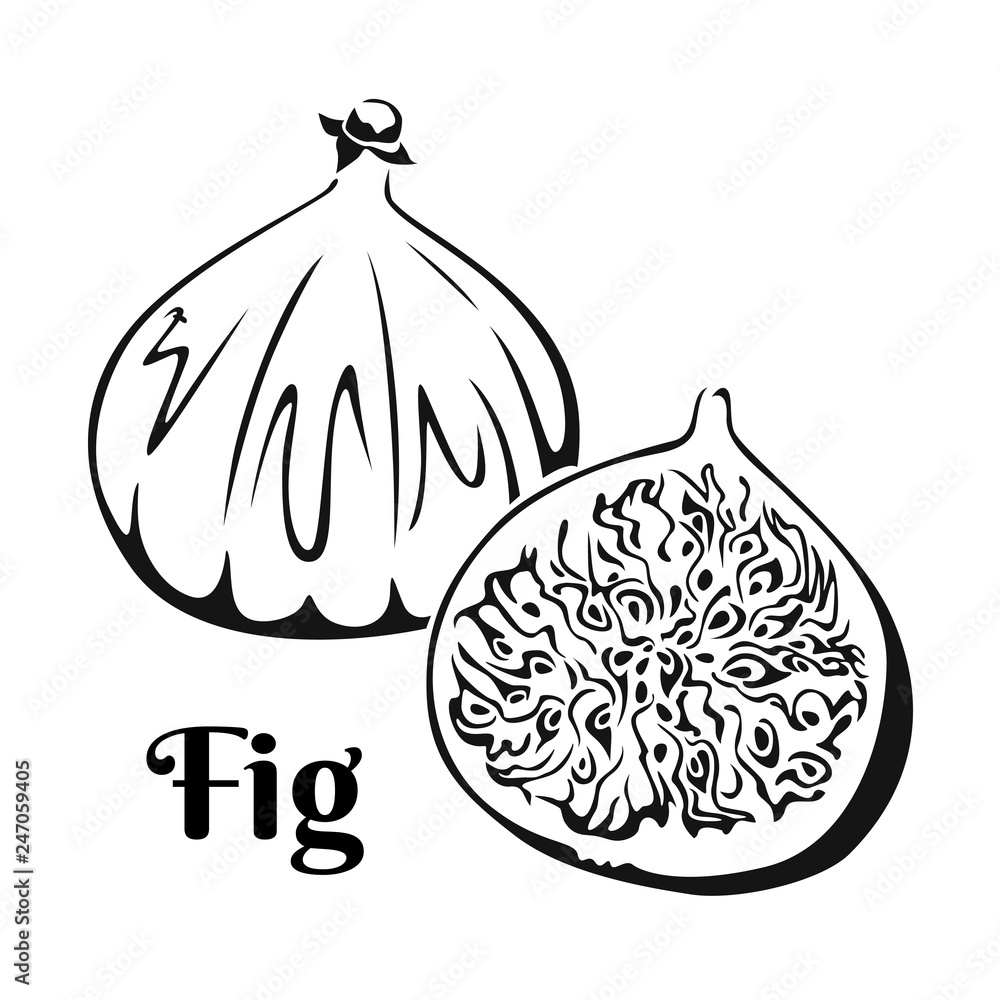 Figs isolated on white background. Vector black white illustration ...