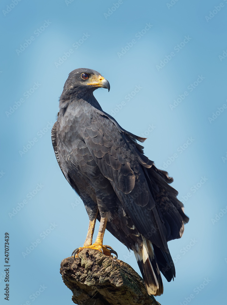 Common Black Hawk - Buteogallus anthracinus a bird of prey in the ...