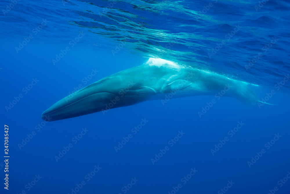 Stockfoto Fin whale, Atlantic Ocean, The Azores, Portugal. | Adobe Stock