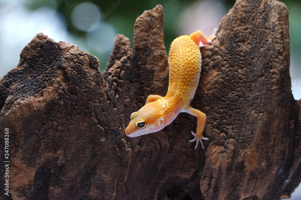 Leopard Gecko on natural background Stock Photo | Adobe Stock