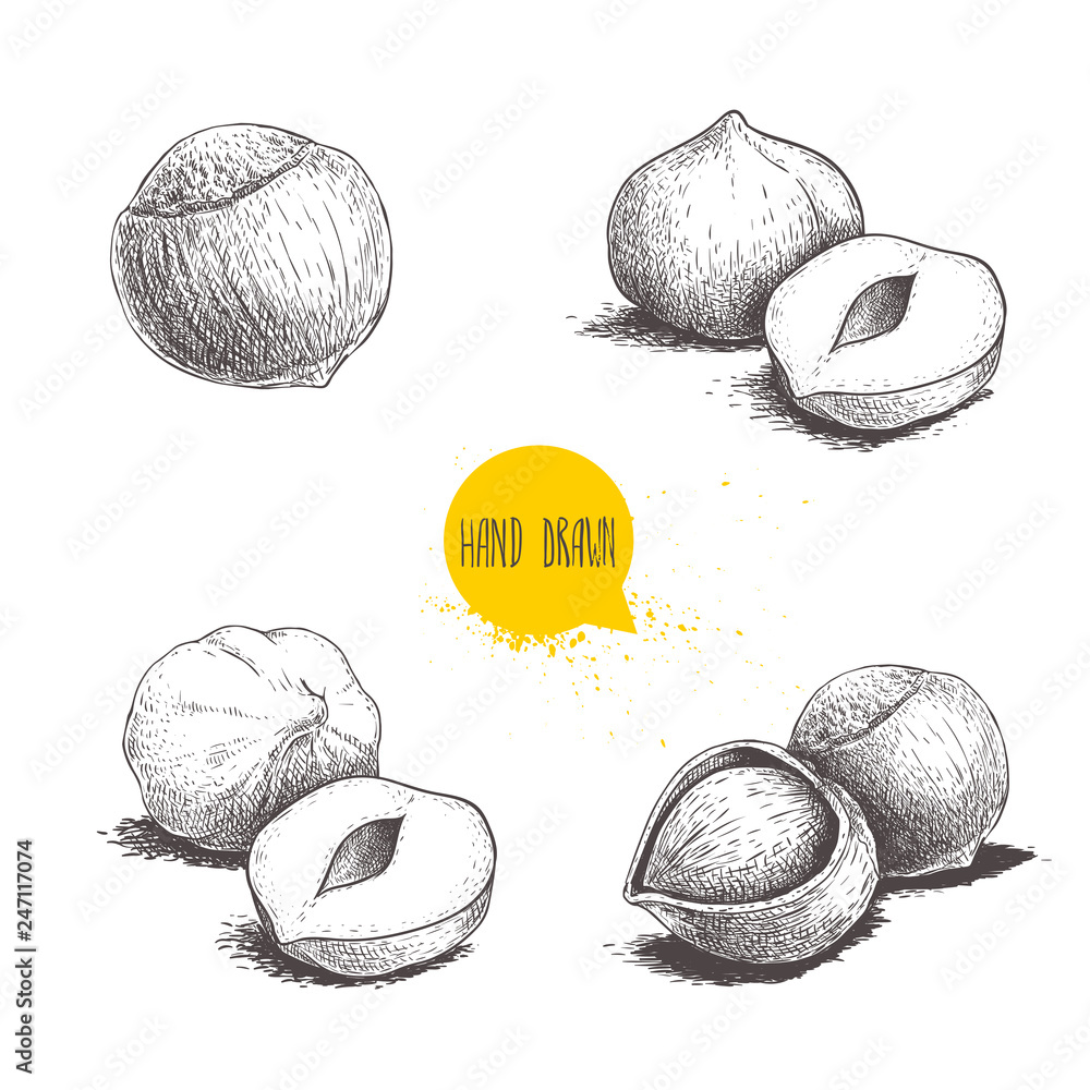 Hazelnut sketches. Single, group, peeled and whole. Engraved sketch ...