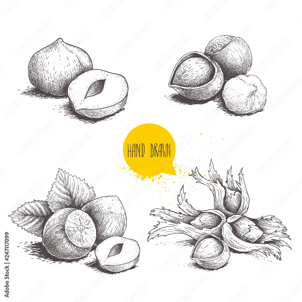 Hazelnut sketches. Group, peeled and whole, with leaves. Engraved ...