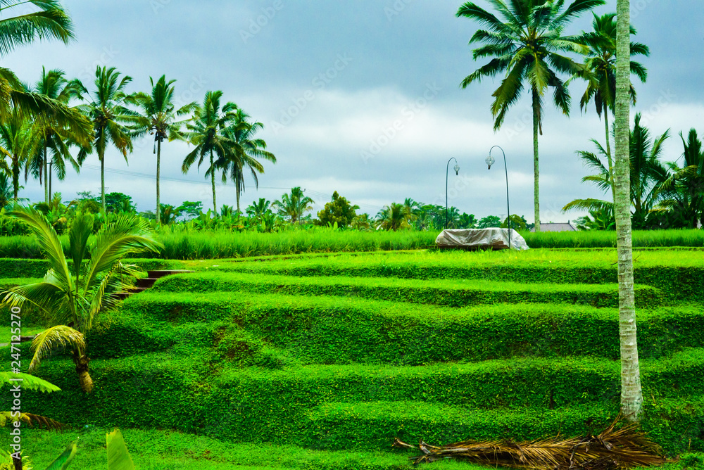 Green rice field terrace view with rice, tree, plantation for travel ...