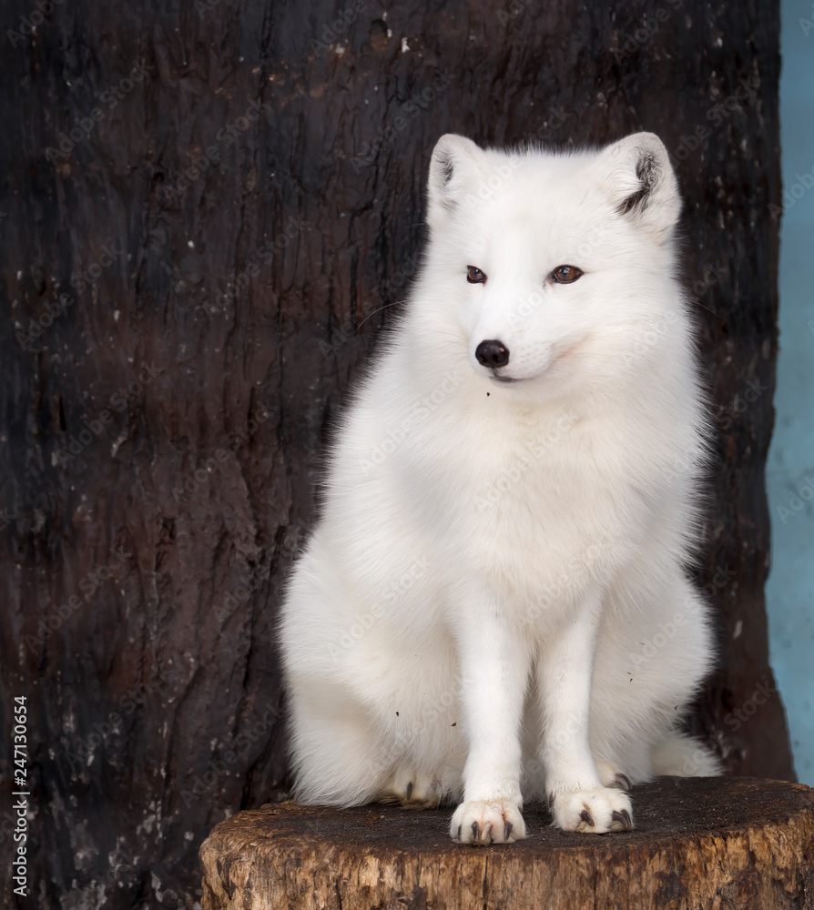 Foto de Arctic Fox, or polar Fox. It is a small predatory animal ...