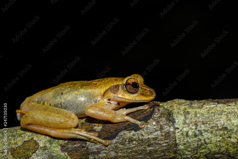 small tree frog Boophis rhodoscelis is a species of frog in the ...