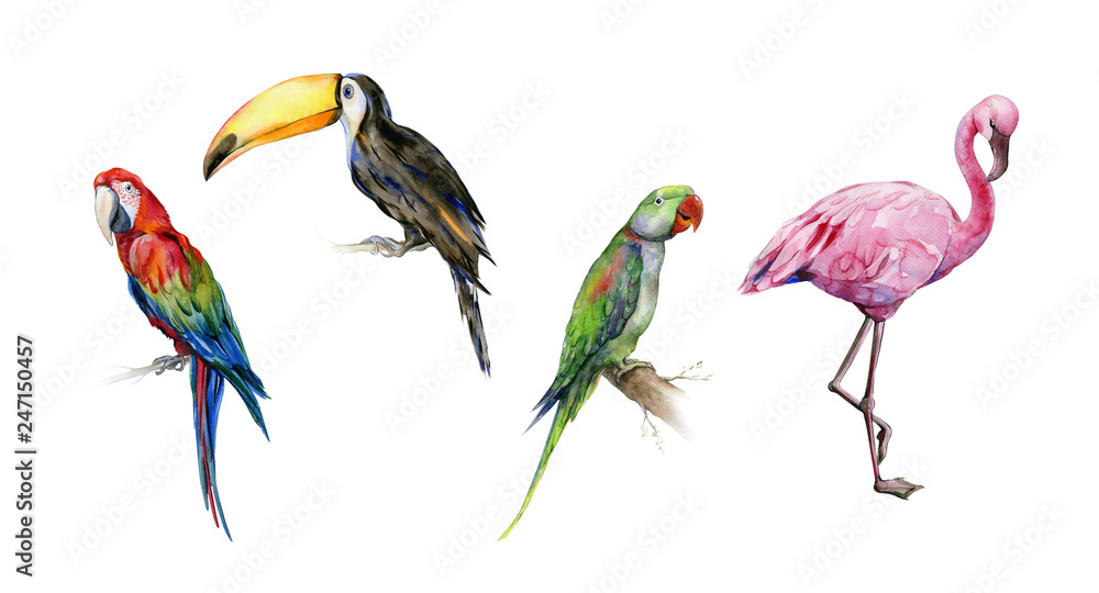 Tropical Birds Drawing