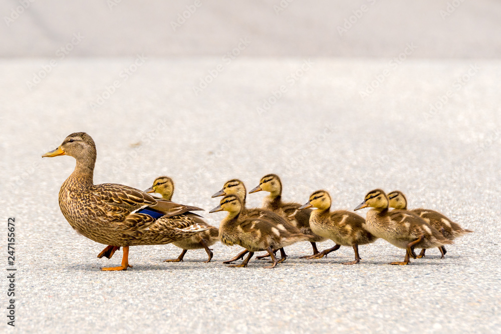 Ducklings Following Mother