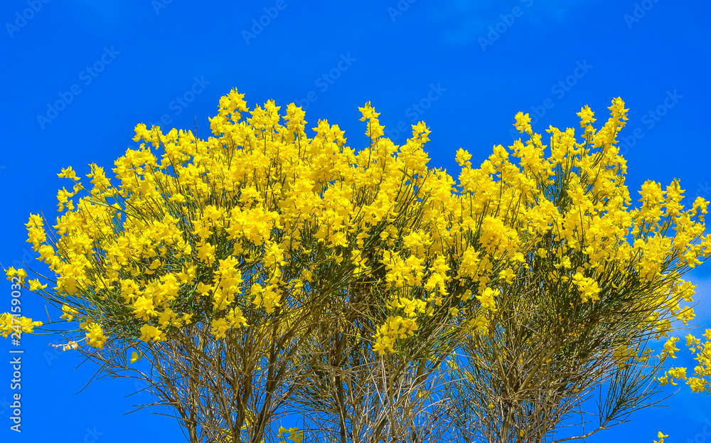 Poster Genista scorpius, aliaga o aulaga, arbusto con flores amarillas ...