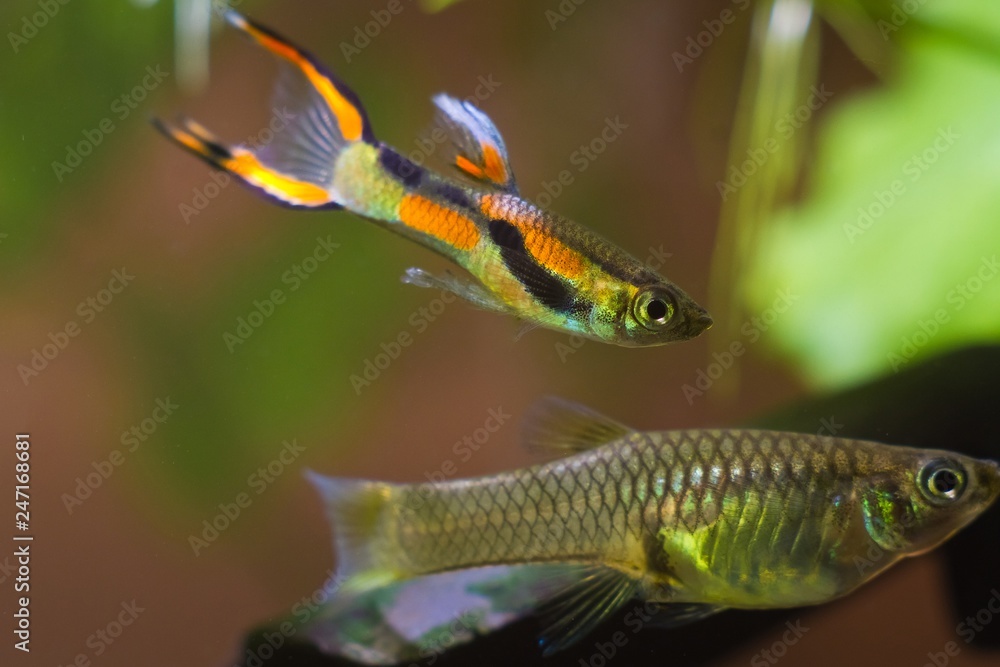 endler guppy, Poecilia wingei, freshwater aquarium fish, laguna Campoma ...