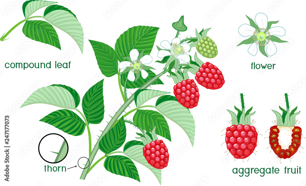 Parts of plant. Morphology of raspberry branch with red berries, green ...