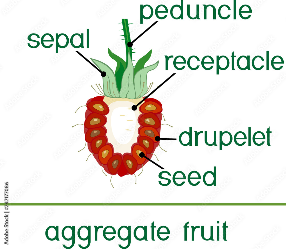 Parts of plant. Morphology of raspberry aggregate fruit in section ...