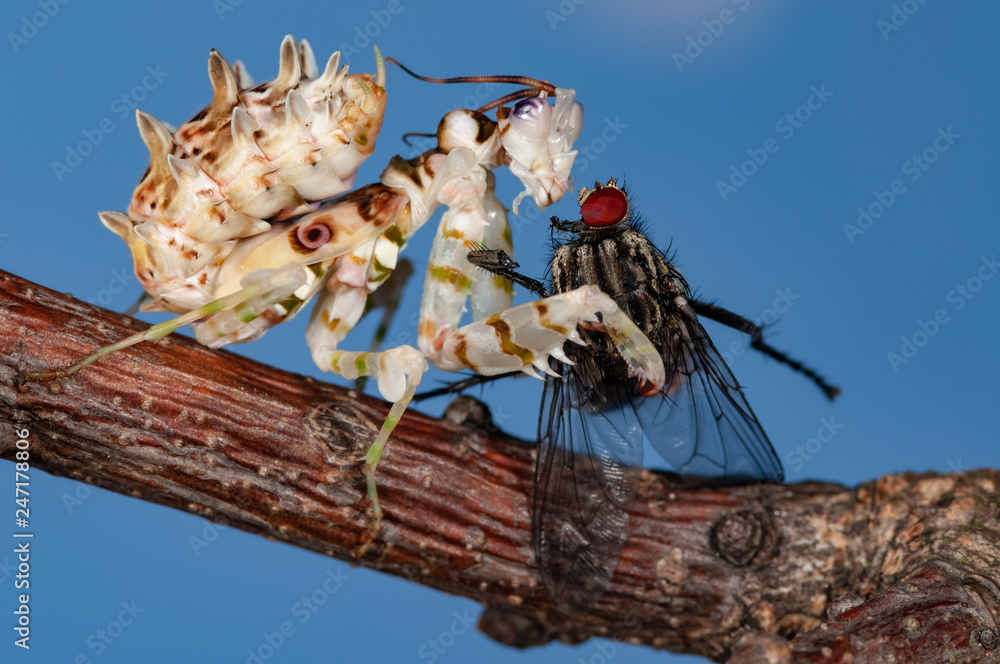 Foto de Larva of flower mantis with captured prey, Larva of flower ...