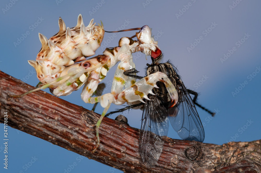 Foto de Larva of praying mantis eats prey, Larva of flower mantis ...