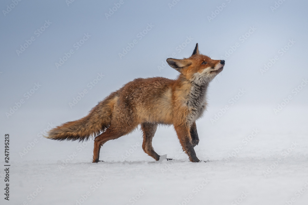 Red fox (Vulpes vulpes) with a bushy tail hunting in the snow in winter ...