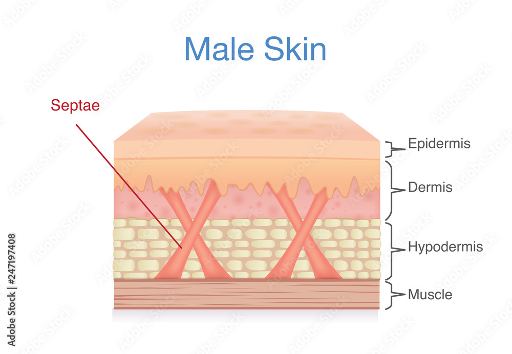 Anatomy of skin layer of male. Illustration about medical diagram ...