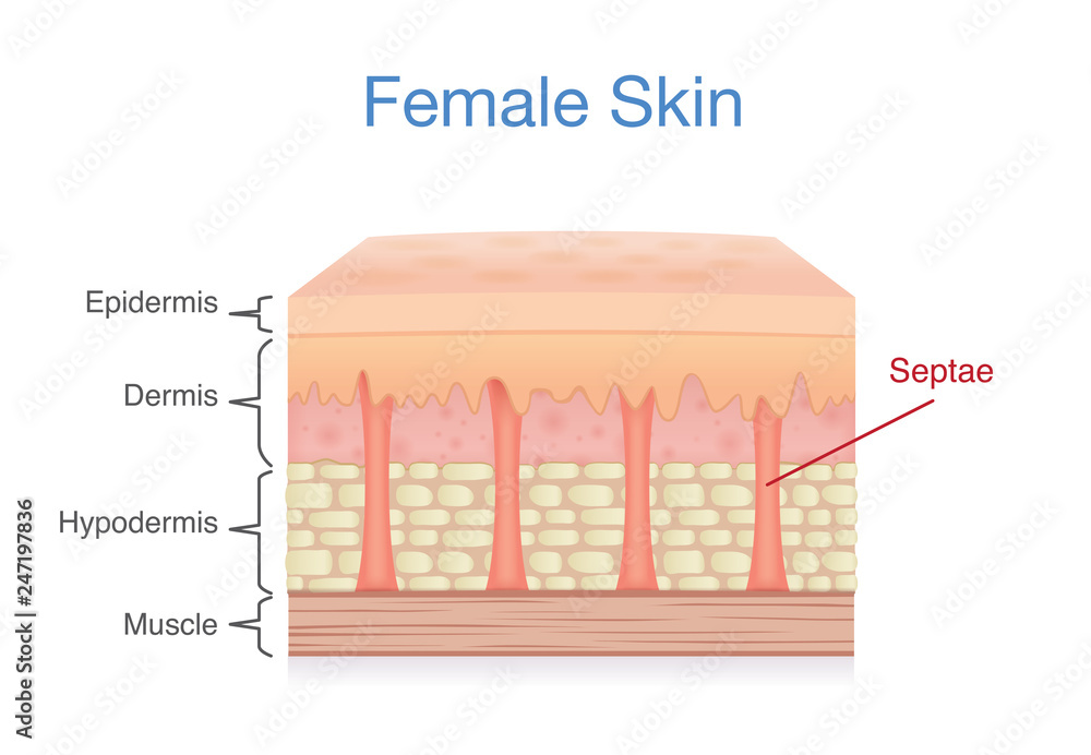 Anatomy of skin layer of female. Illustration about medical diagram ...