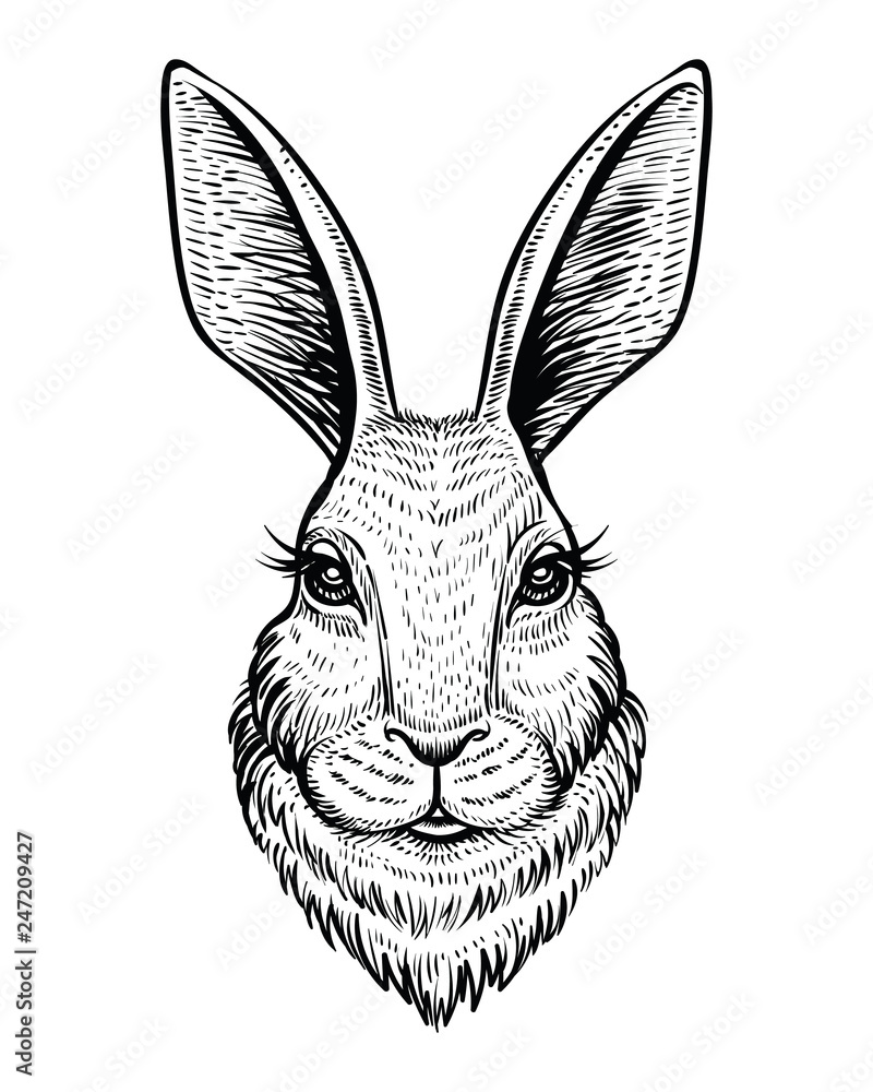 Head of rabbit or hare hand drawn vector sketch. Line illustration ...