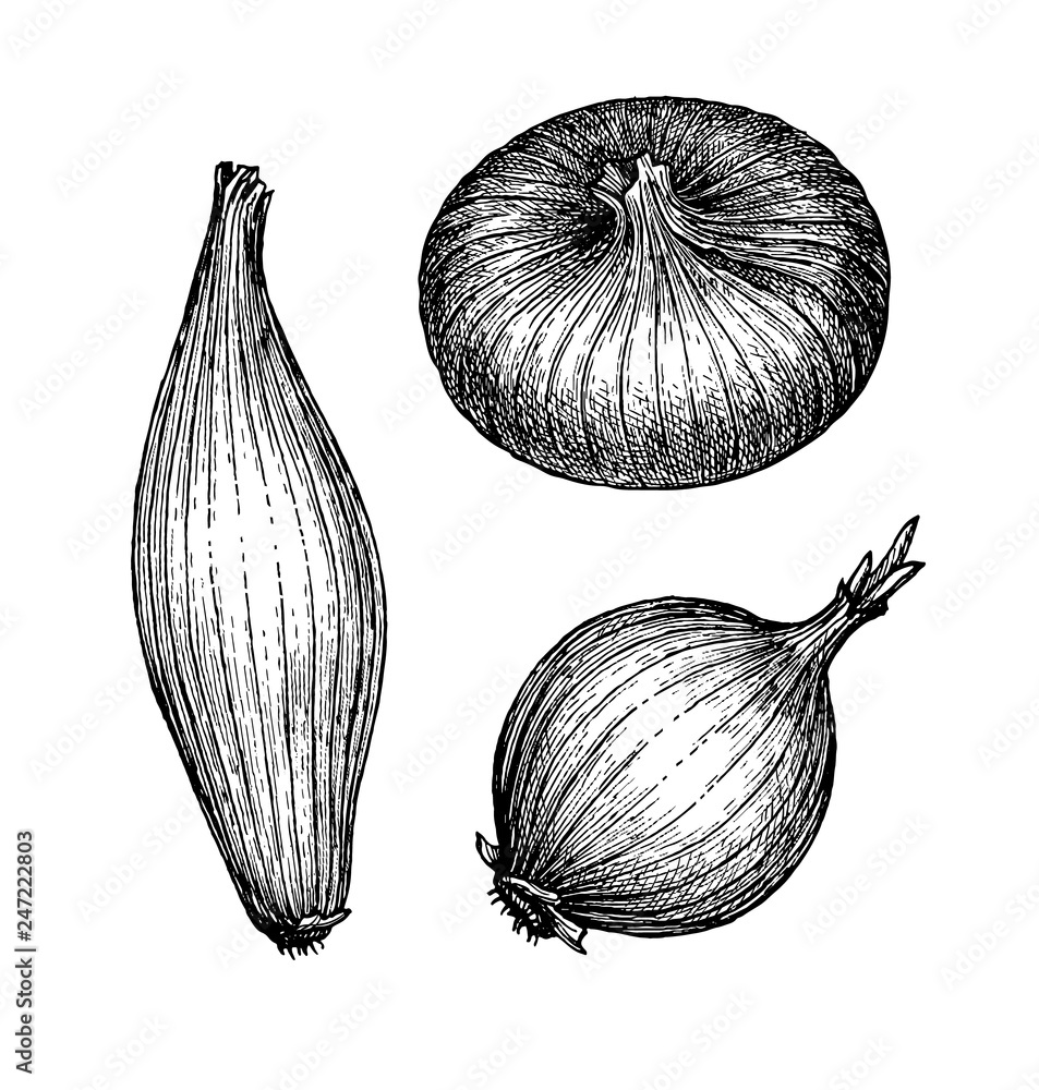 Ink sketch of onion. Stock Vector | Adobe Stock