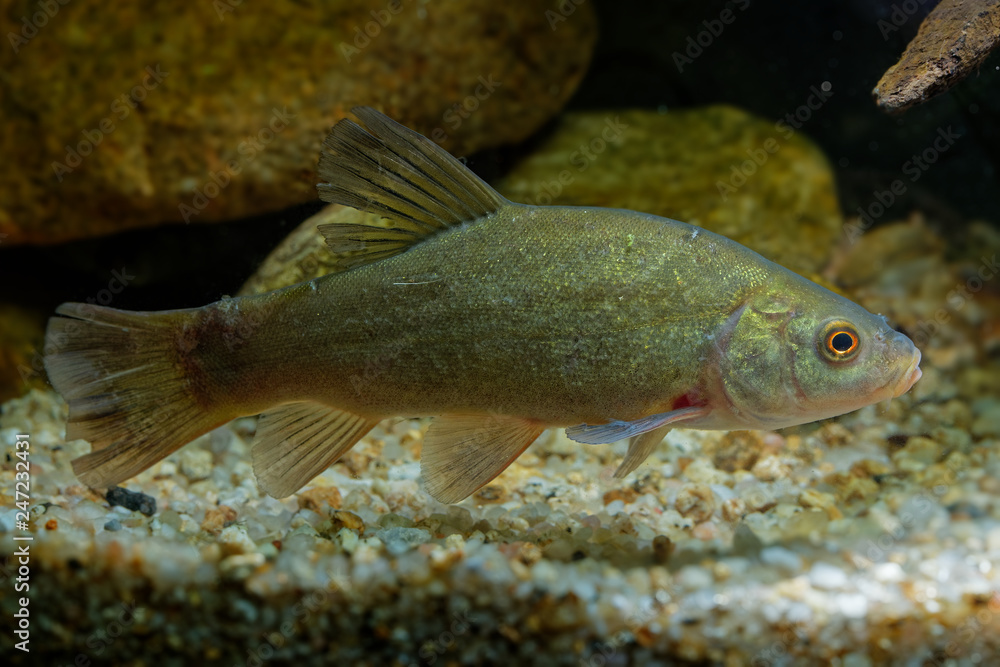 Doctor fish (Tinca tinca) captured under water. Tench with brown leaves ...
