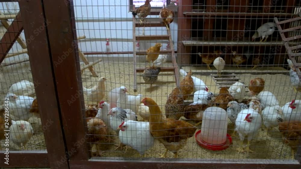 Many chickens in hen house at poultry farm. Chickens walking inside ...