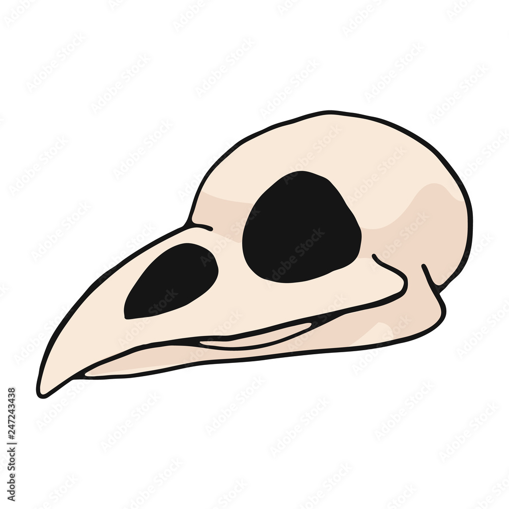 Bird skull cartoon vector illustration motif set. Hand drawn isolated ...