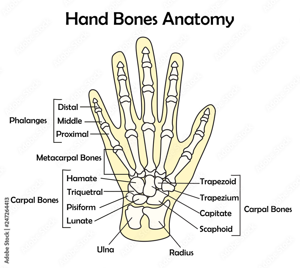 Hand Bone Anatomy with Detail Vector Illustration Stock Vector | Adobe ...