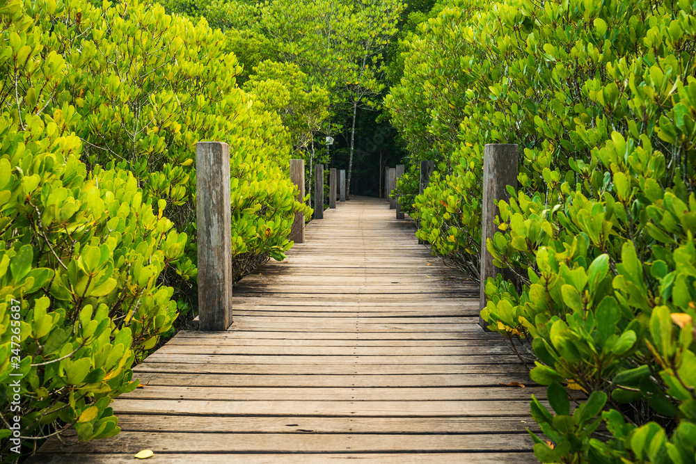 Wooden bridge at Mangroves in Tung Prong Thong or Golden Mangrove Field ...