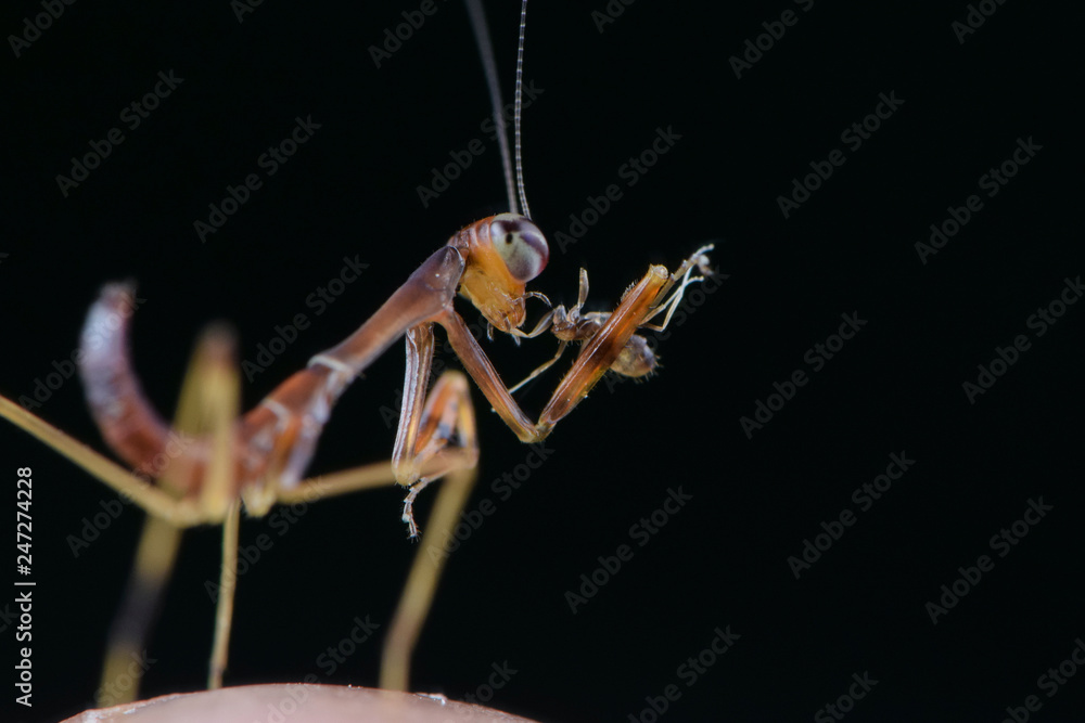 Mantodea Mantis eating insect extreme close up Stock Photo | Adobe Stock