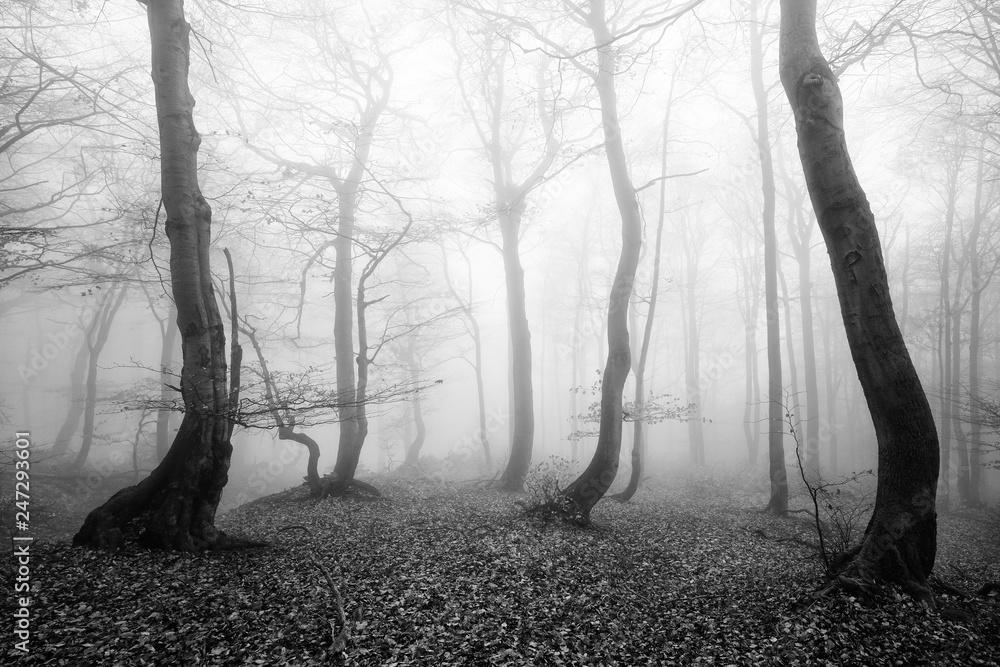 Foggy Forest of Spooky Trees in Autumn, Black and White Stock Photo ...