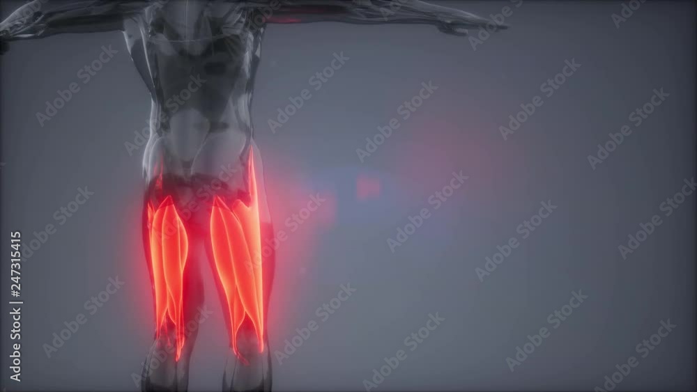 thigh muscles - Visible muscle anatomy map vídeo do Stock | Adobe Stock