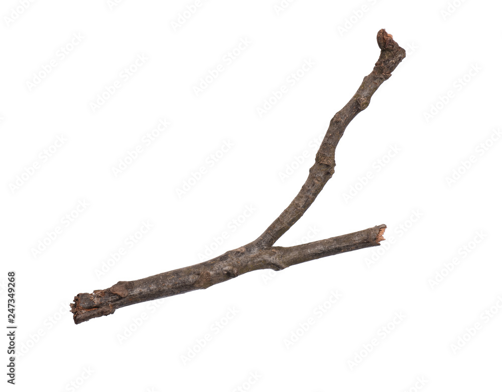 Single dry tree branch, isolated on white background. Stick tree branch ...
