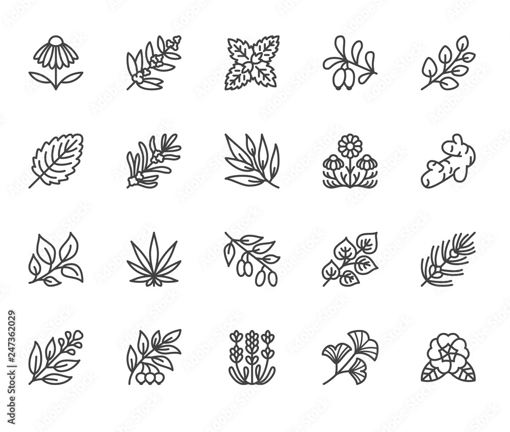 Vetor de Medical herbs flat line icons. Medicinal plants echinacea ...