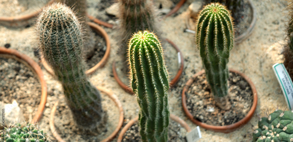 Kaktus Stock Photo | Adobe Stock