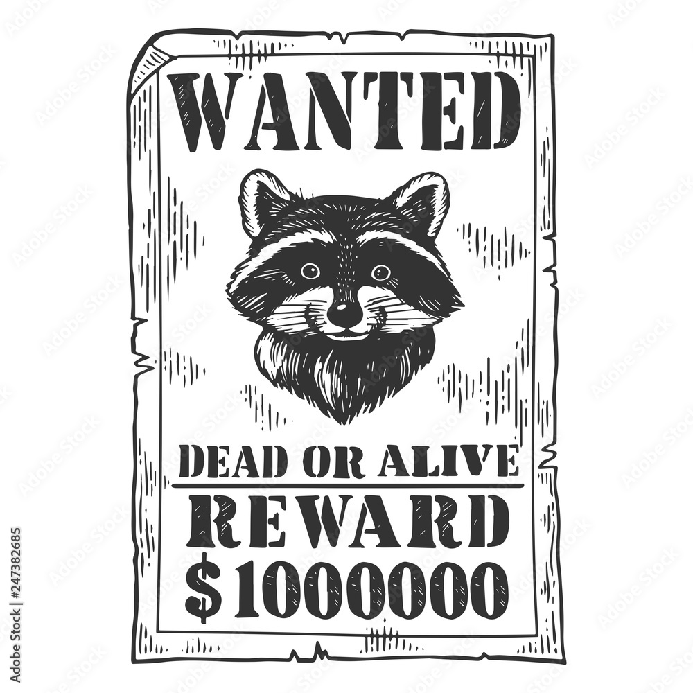 Raccoon criminal reward poster engraving vector illustration. Scratch ...
