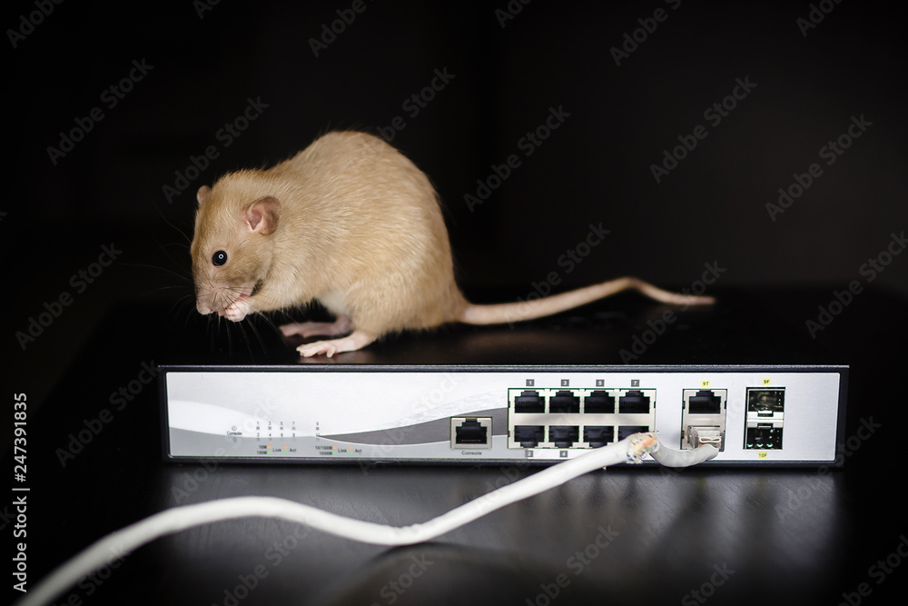 damaged wires from internet connection. The rat gnawed through the ...