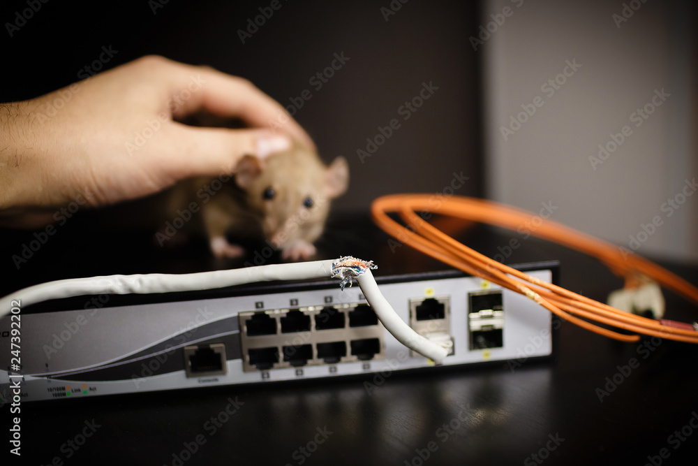damaged wires from internet connection. The rat gnawed through the ...