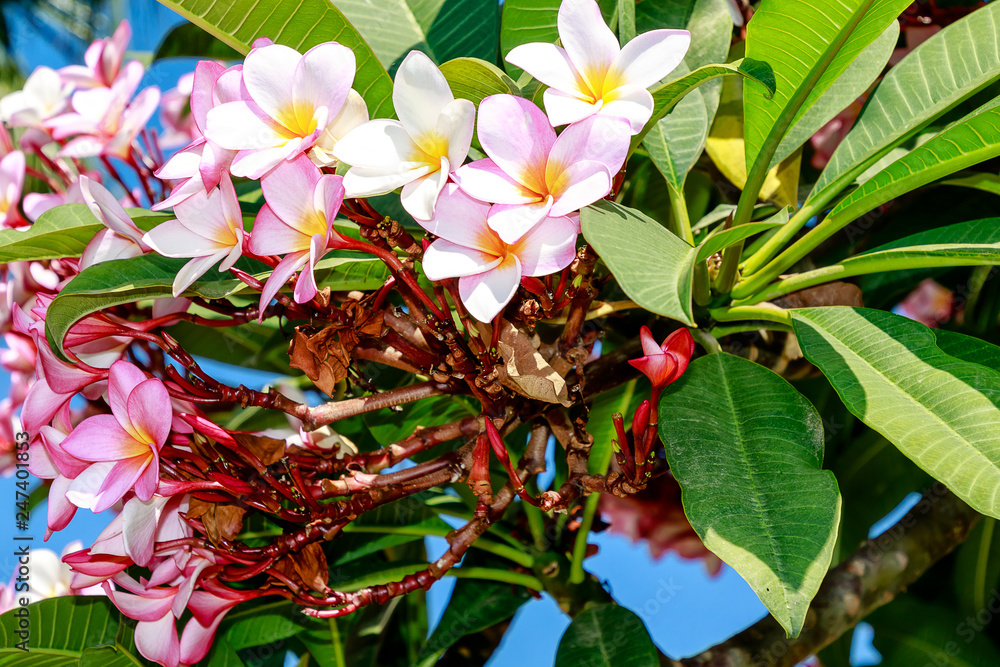 Frangipani Plumeria (Apocynaceae), also called Frangipani and Pua Melia ...