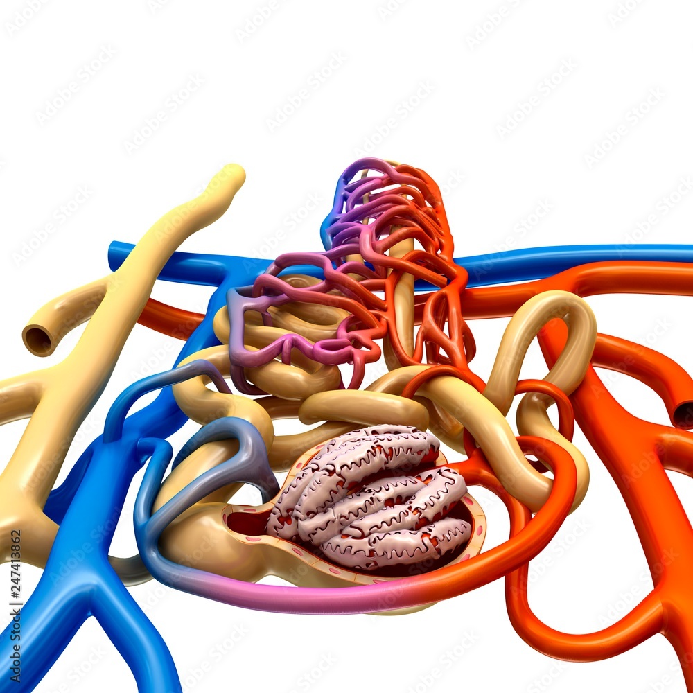 Nephron structure in a kidney, illustration Stock Photo | Adobe Stock