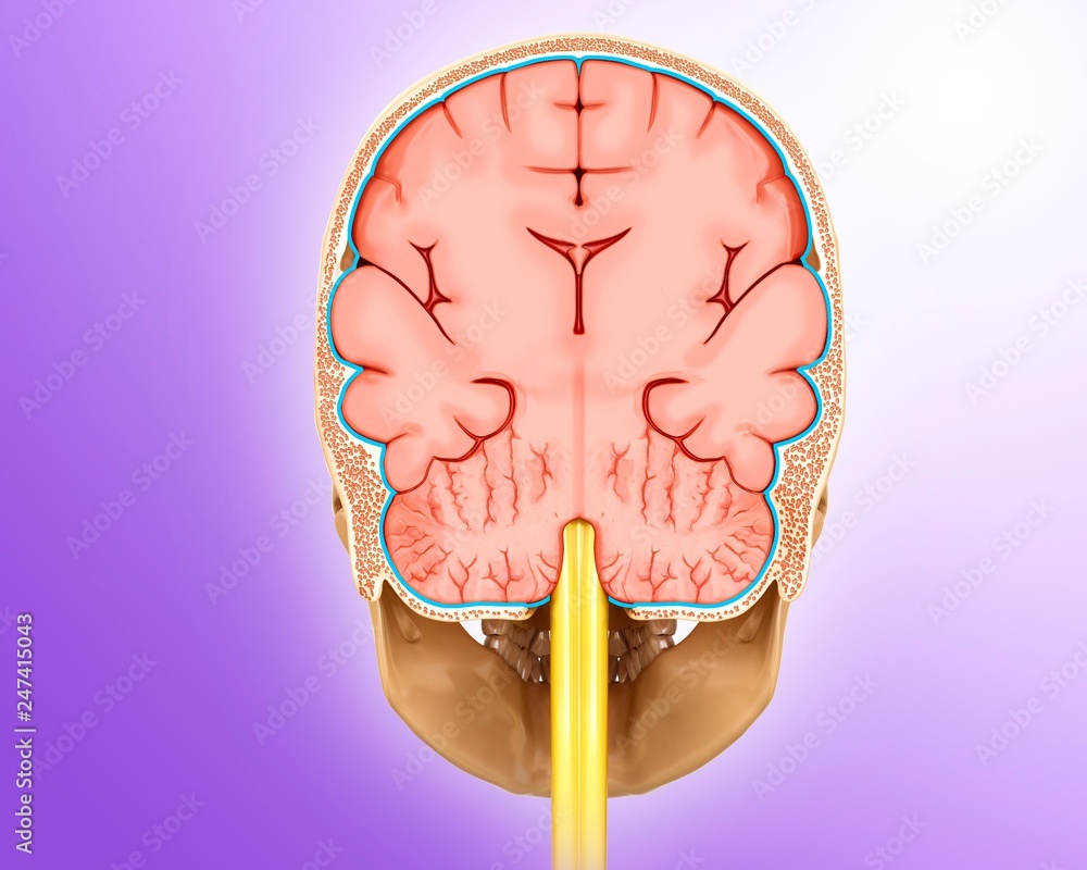 Human brain coronal section, illustration Stock Photo | Adobe Stock