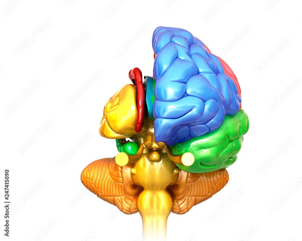 Human brain regions and anatomy, illustration Stock Photo | Adobe Stock