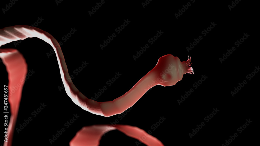 Illustration of a tapeworm Stock Photo | Adobe Stock