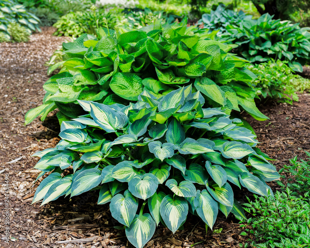Various colors of hosta plants in the perennial garden. Stock Photo ...