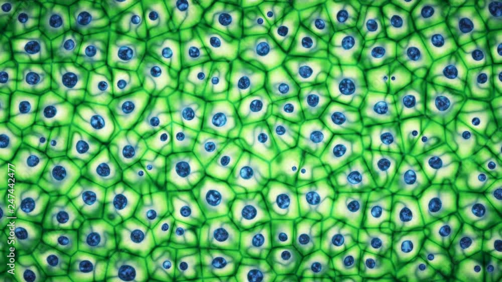 Embryonic stem cells colony under a microscope. Cellular therapy and ...