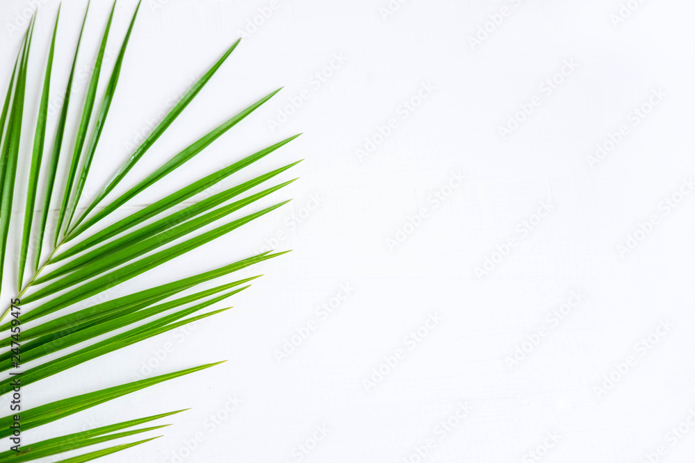 The basis for the banner with a palm leaf. Tropical banner design ...