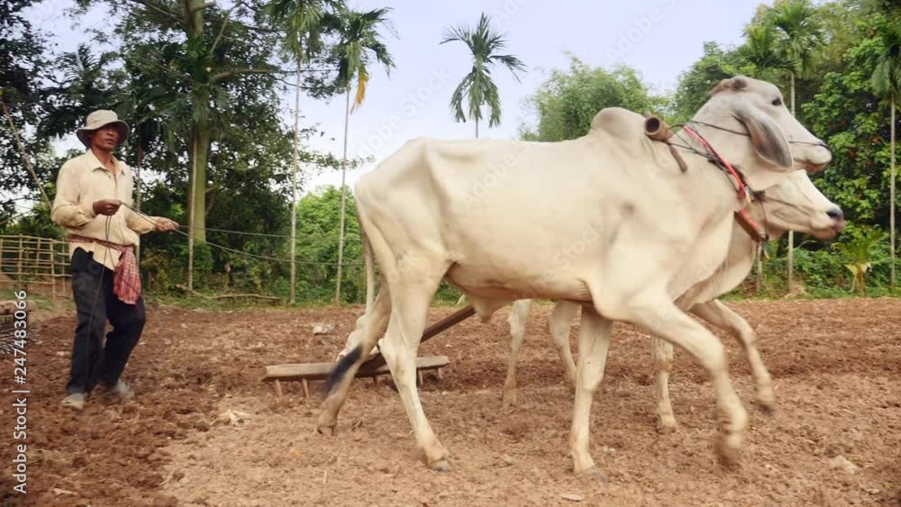 Oxen pulling a wooden harrow over the soil to break up the lumps and ...