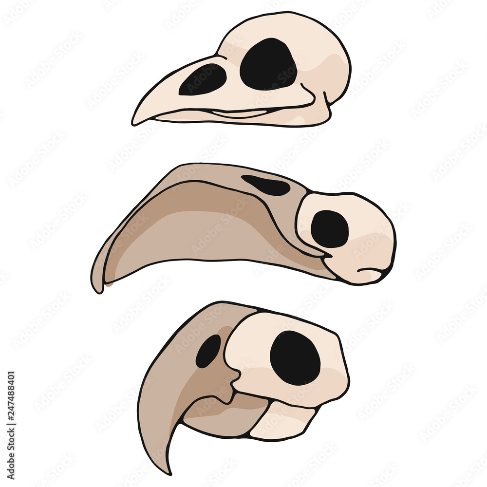 Bird skull cartoon vector illustration motif set. Hand drawn isolated ...